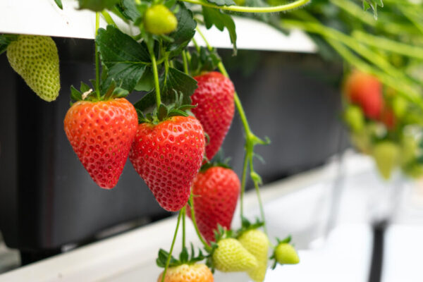 Strawberries – Dyson Farming