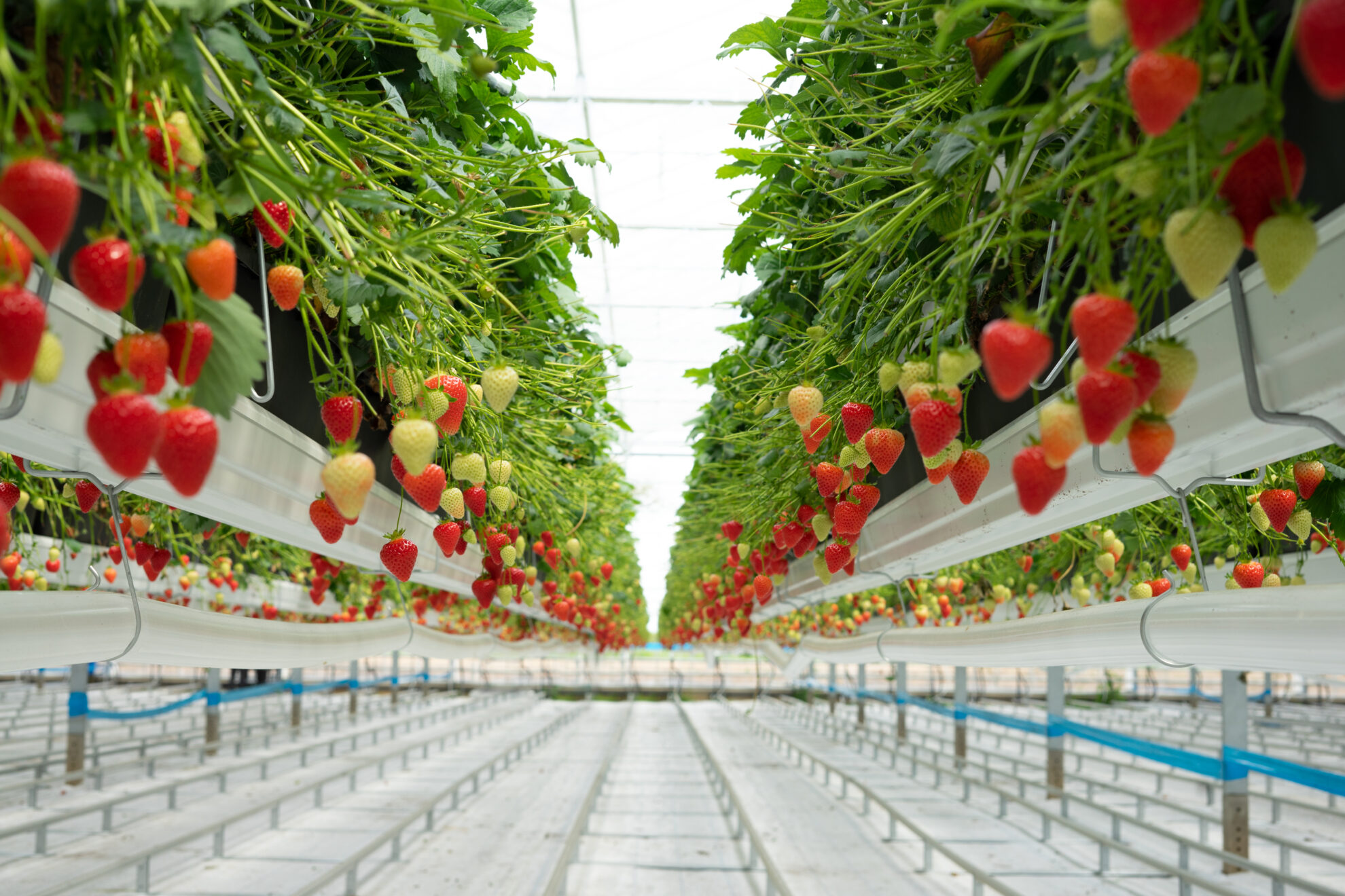 Dyson Farming’s strawberries: as the first crop ends, a new one begins ...