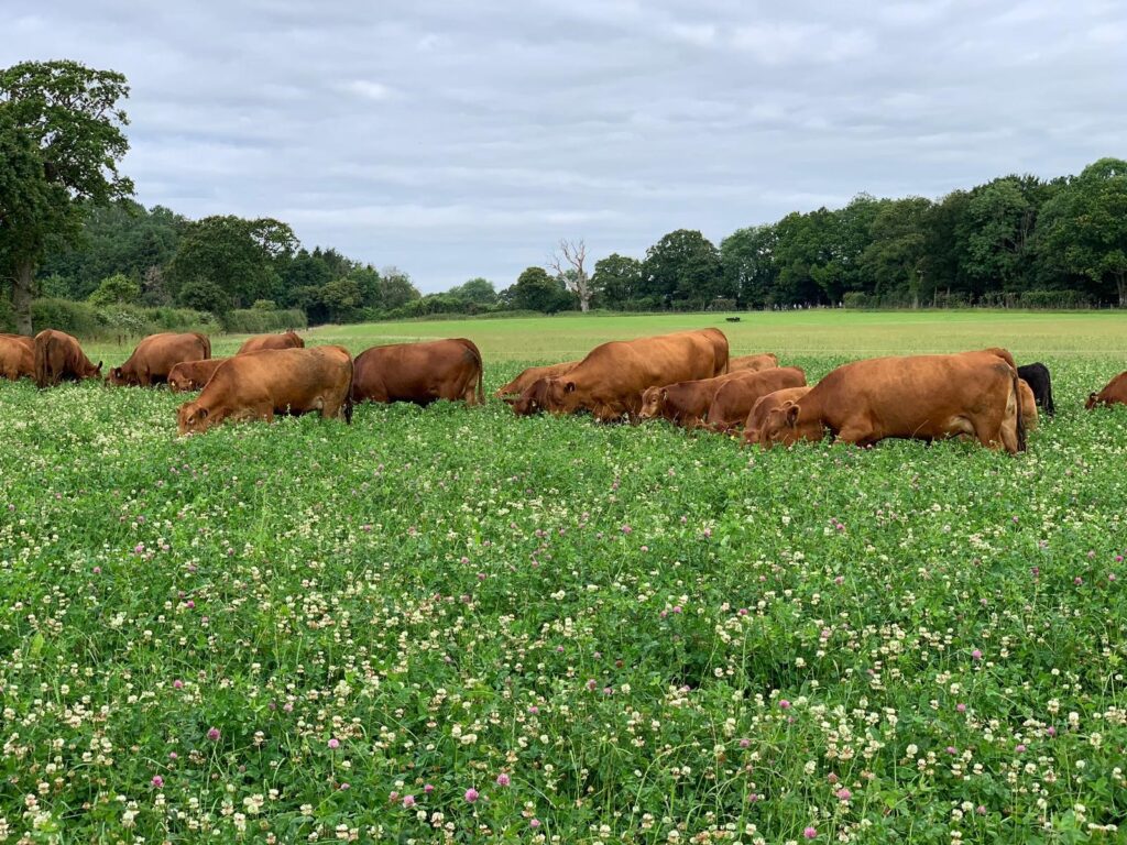 Creating a nourishing environment for British beef and lamb – Dyson Farming