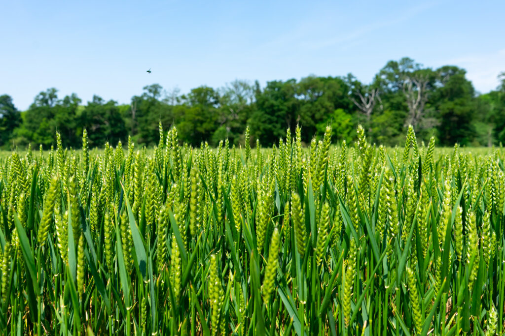 Dyson Farming Research provides boost for farmers and the environment ...
