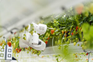 Strawberries – Dyson Farming
